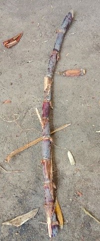 Traditional sugarcane varieties are best for muscovado production ...